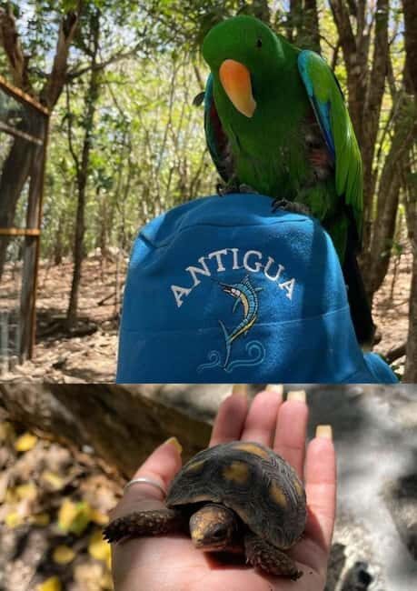 St. John's; Combo Laviscount Island & Swimming with Stingray - FAQ