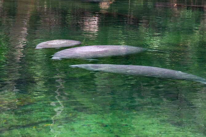 St. Johns River Cruise - Blue Spring State Park - Exploring the Wildlife of Blue Spring State Park
