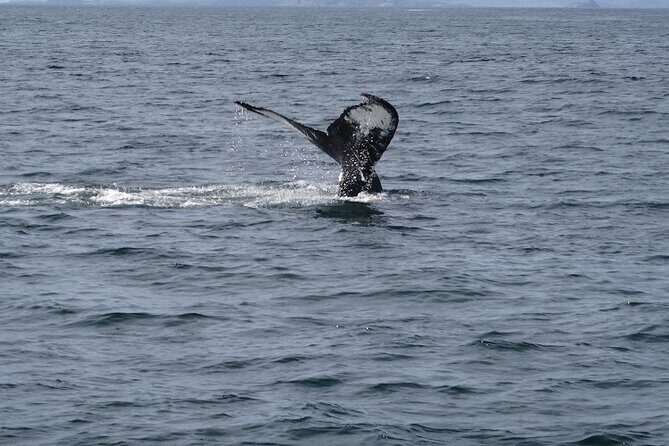 St. Johns Small Group Tour with Iceberg Quest Boat Cruise - Key Points
