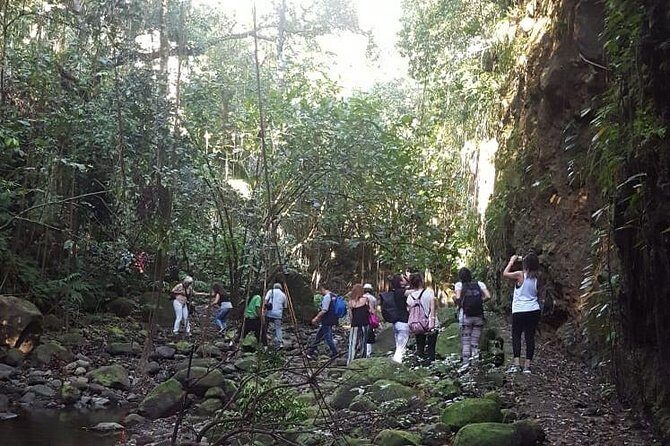 St Kitts Half-Day Rainforest Tour - A Closer Look at the Tour