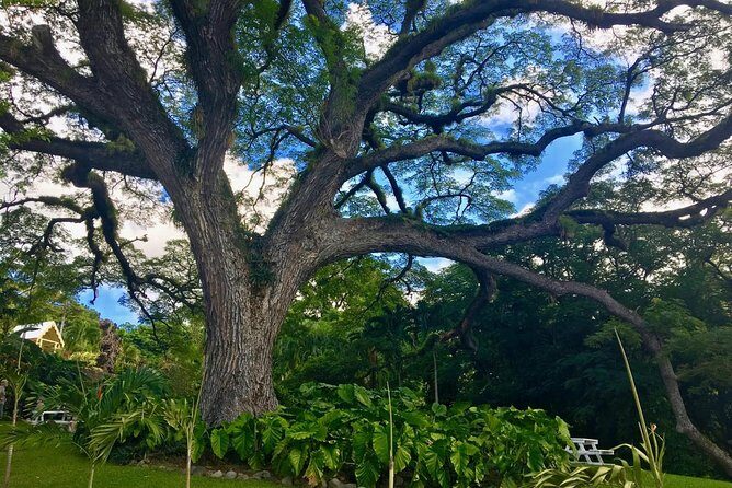 St. Kitts Half-Day Rainforest Tour - The Trail: Hiking and Exploring