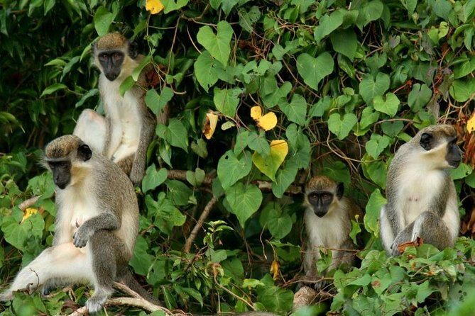 St Kitts Rainforest Tour - Discover the St Kitts Rainforest Tour: An Authentic Nature Experience