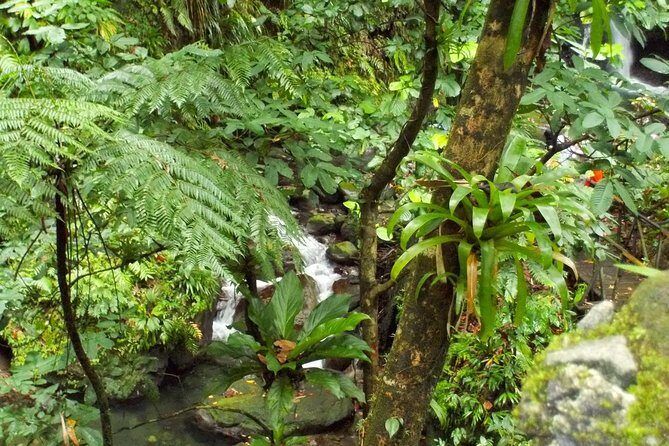St Kitts Rainforest Tour - Key Points