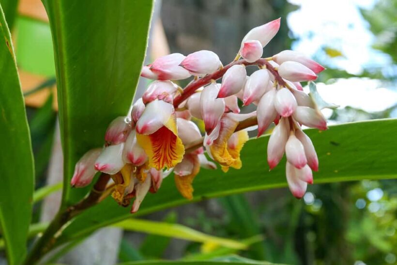 St. Kitts: Top Sights Guided Van or Open-Air Safari Tour - A Closer Look at the Experience