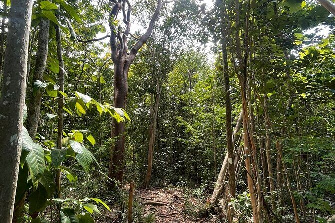 St Lucia Billy Goat Trail Hike in Marigot Bay Saint Lucia - Who Should Consider This Tour?