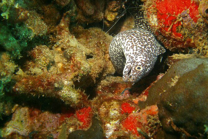 St Lucia Certified Scuba Diving Tour - Detailed Breakdown of the Itinerary