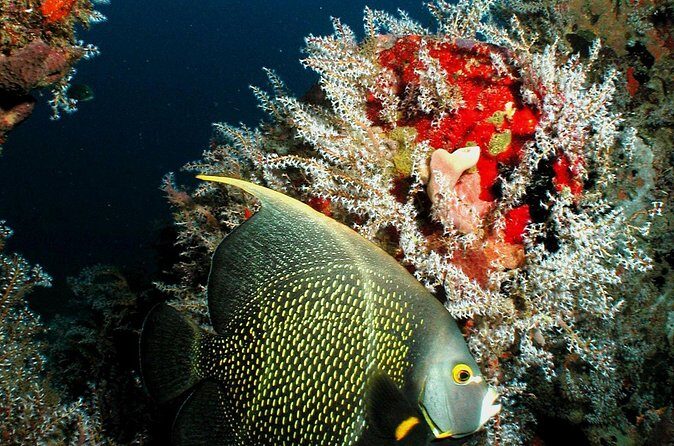 St Lucia Certified Scuba Diving Tour - FAQs