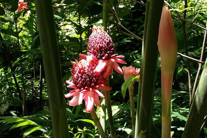 St Lucia Diamond Mineral and Mud Baths Plus Waterfall Adventure - Final Thoughts