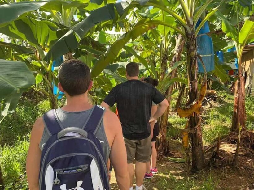 St. Lucia: Gros Piton Hike with Transportation - Setting the Scene: What the Tour Offers