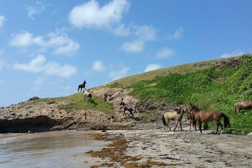St. Lucia: Horseback Riding Adventure - Who Should Consider This Tour?
