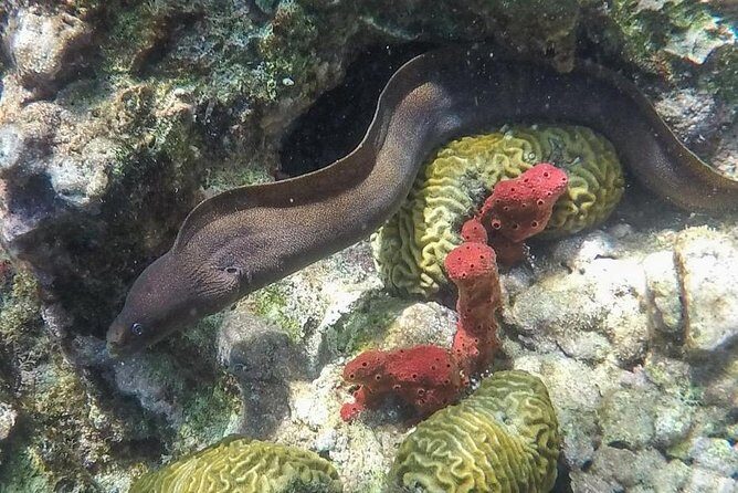 St Lucia Land Taxi to Snorkel at Anse Chastanet Beach - FAQ