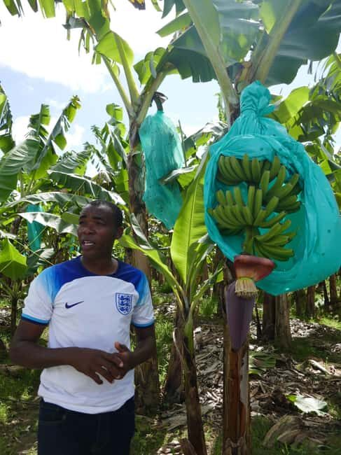 St. Lucia: Marigot Bay and Banana Plantation Tour - Authenticity and Local Flavor