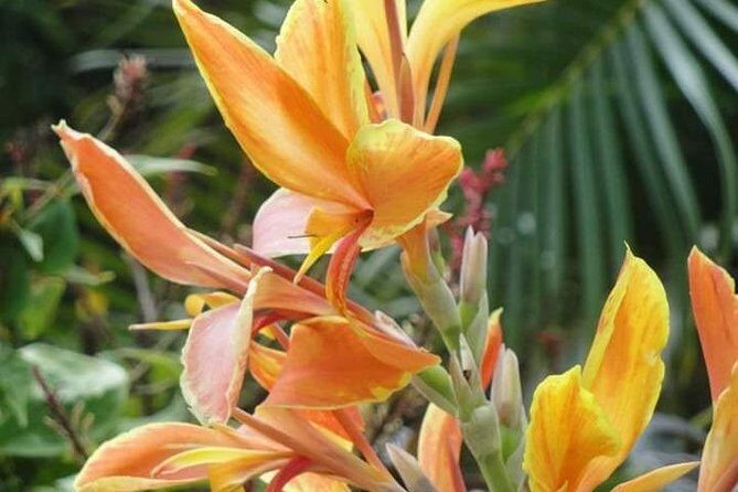 St Lucia Northern Island Tour - An In-Depth Look at the Tour Itinerary