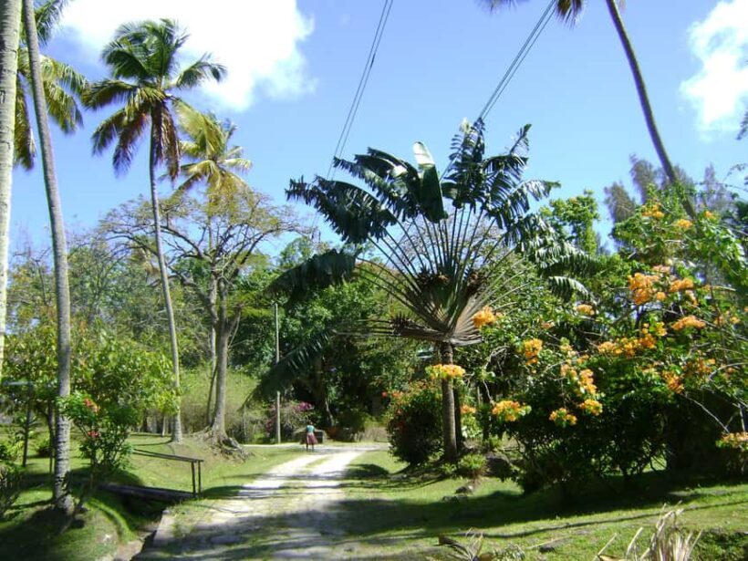 St Lucia: Sapphire Falls Hike with Cruise and Creole Lunch - What Past Travelers Say