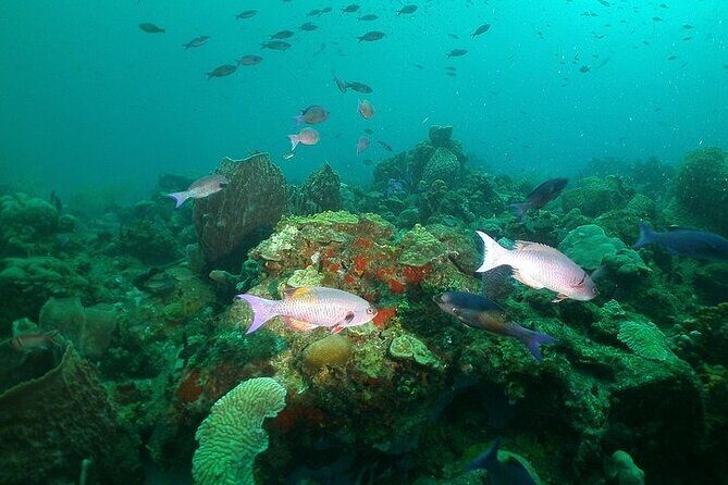 St Lucia Snorkeling Tour with Lunch - FAQs