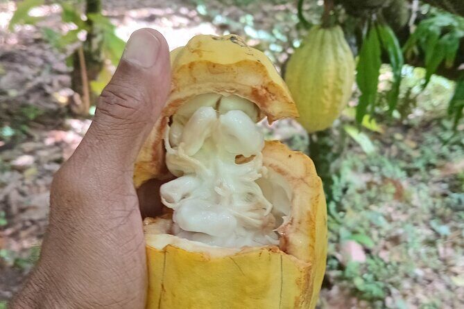 St Lucia Soufriere Private Chocolate Tour - An Overview of the Tour Experience