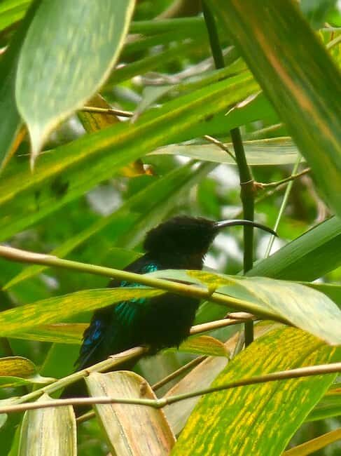 St. Lucia: Zipline Adventure Cruise Port and Hotel Pickup - An In-Depth Look at the Zipline Adventure