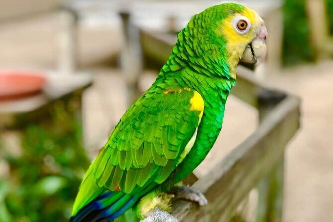 St Maarten Family Deluxe Tour - Authentic Experiences and Practical Benefits