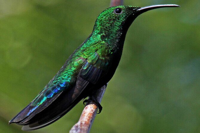 St.Martin - St.Maarten: Small Group, Birding Tour / Bird Watching Tour - Who Should Consider This Tour?