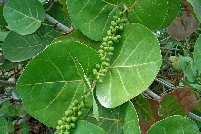 St.Martin - St. Maarten: Small Group, Coastal Hike & Swim Tour - Who Will Love This Tour?