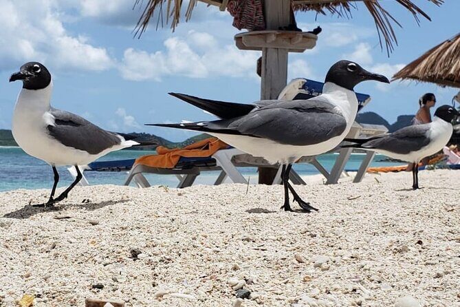 St. Mary's Mud Buggy Experience - Who Will Love This Tour?