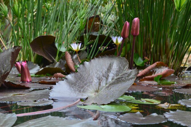 St Nicholas Abbey Tour in Barbados - Additional Experiences and Remarks from Visitors