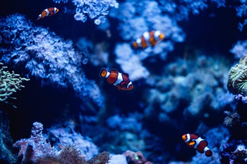 St Paul's Bay: Malta National Aquarium Entry Ticket - Key Points