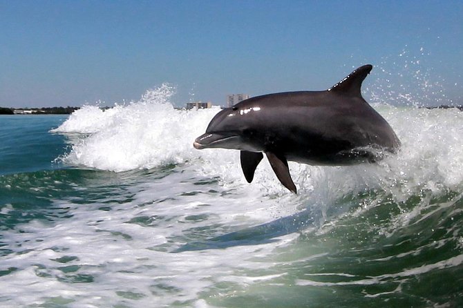 St. Pete Beach Dolphin Racer Adventure - FAQ