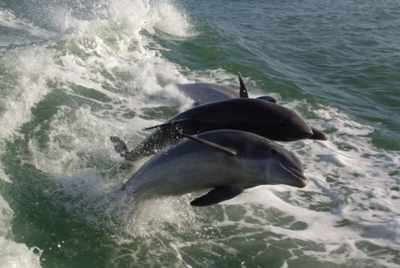 St. Pete Beach: Dolphin Racer Cruise by Speedboat - Final Thoughts: Who Should Book This?