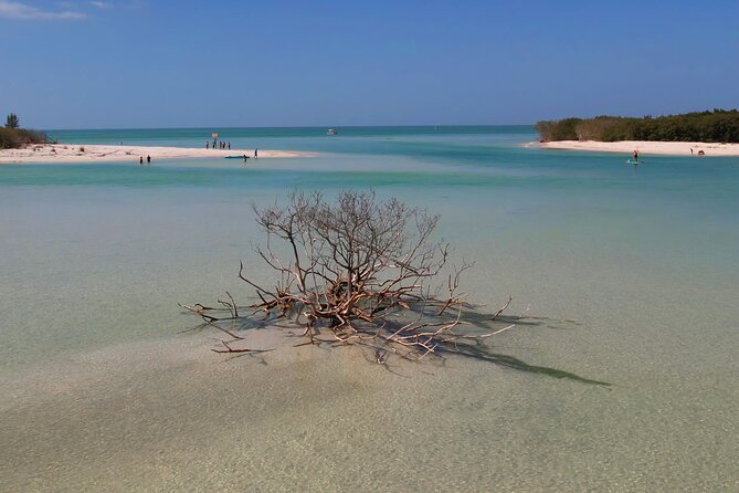 St. Pete Dolphin Watching and Shelling Adventure - Flexible Pricing and Booking Options
