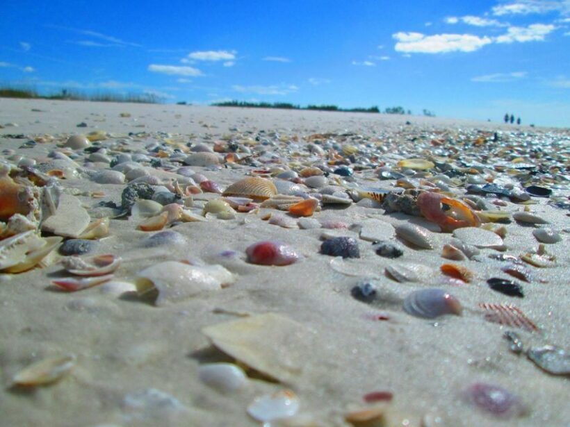 St. Petersburg, FL: 4-Hour Private Beach Tour - A Closer Look at the Itinerary and What You Can Expect