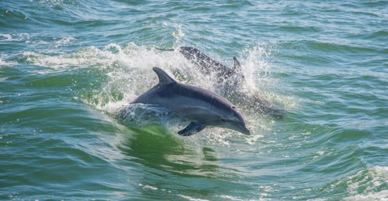 St. Petersburg, FL: Private 2-Hour Dolphin Watching Cruise - Analyzing the Value