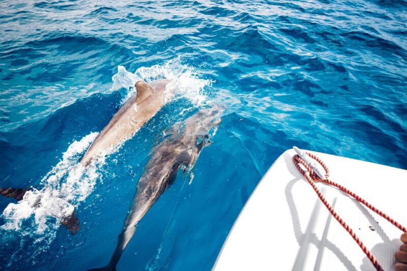 St. Petersburg, FL: Private 2-Hour Dolphin Watching Cruise - Who Is This Tour Best For?