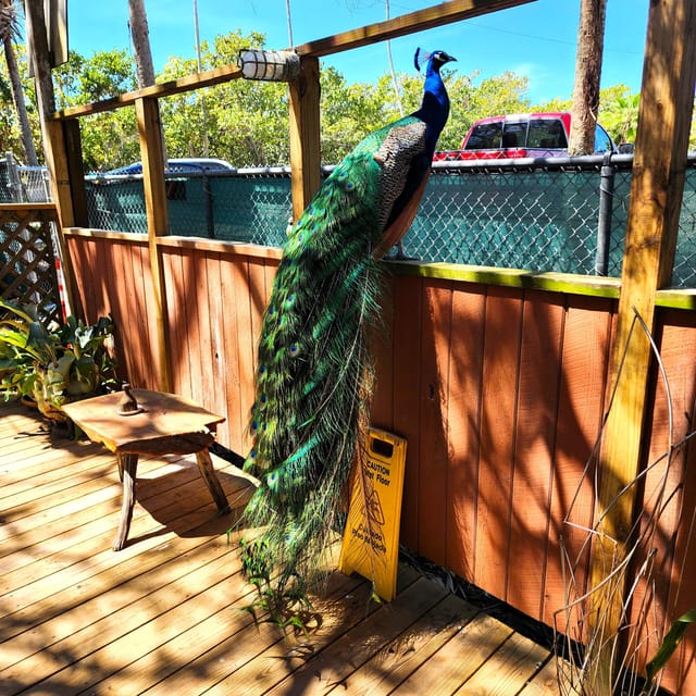 St. Petersburg: Jungle Prada Site History Tour - The Experience from a Traveler’s Perspective