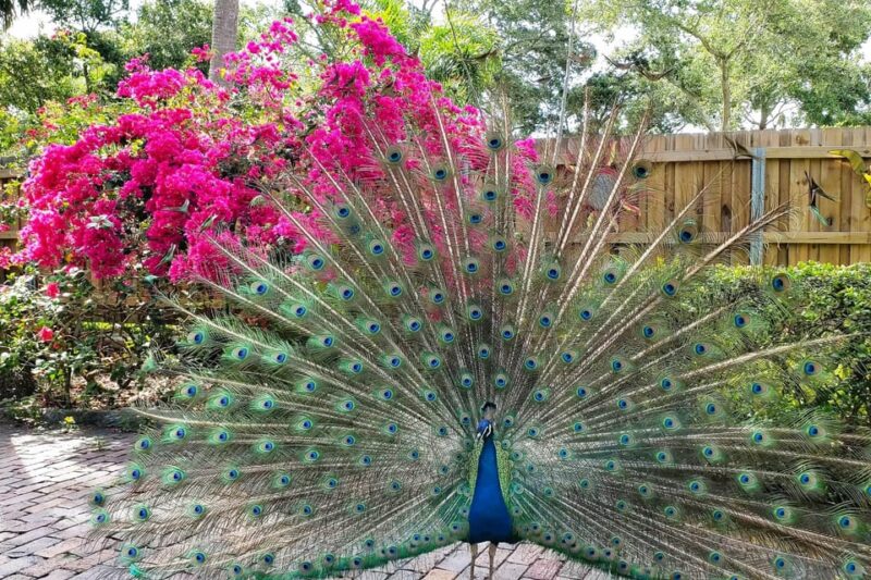 St. Petersburg: Jungle Prada Site History Tour - Who Should Consider This Tour?