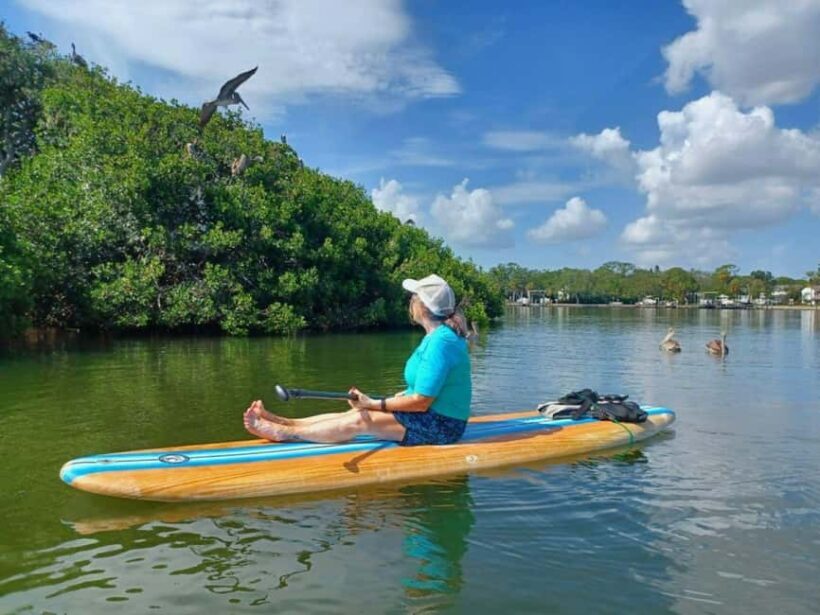 St. Petersburg: Paddle Board Tour with Wildlife Spotting - Key Points