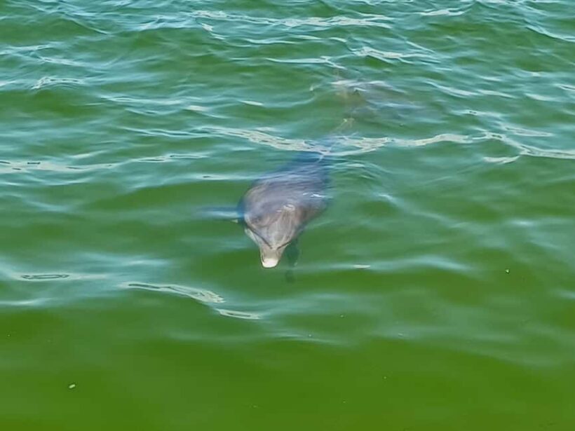 St. Petersburg: Paddle Board Tour with Wildlife Spotting - Authentic Insights from Reviews