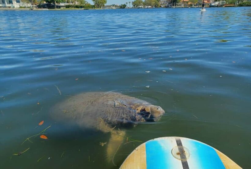 St. Petersburg: Paddle Board Tour with Wildlife Spotting - Who Is This Tour Best For?