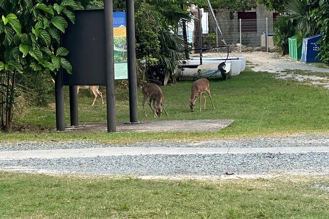 St. Thomas 3 Hour Private Island Scenic Views Tour - Who Should Consider This Tour?