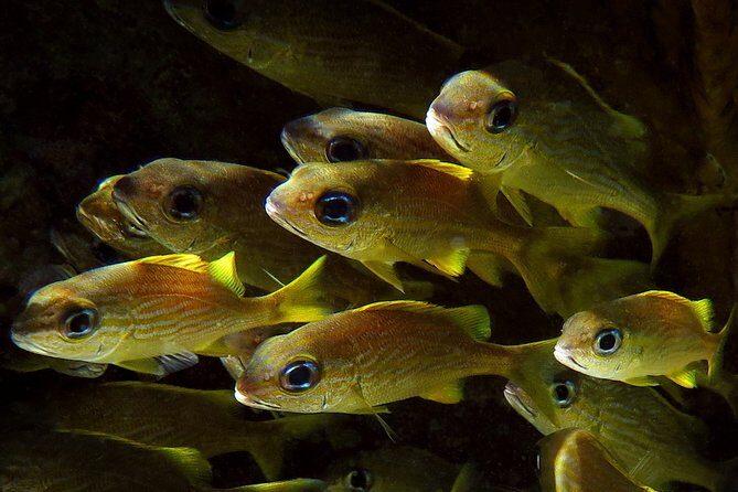 St Thomas Kayak and Sea Turtle Snorkel Excursion - Final Thoughts: Who Will Love This?