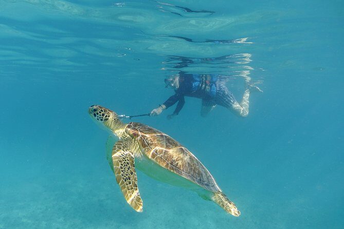 St Thomas Sea Turtle Snorkel Kayak Adventure Tour - What to Expect on the Day
