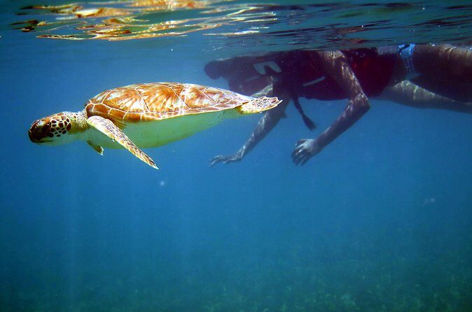 St Thomas Sea Turtle Snorkel Kayak Adventure Tour - The Sum Up: Who Will Love This Tour?