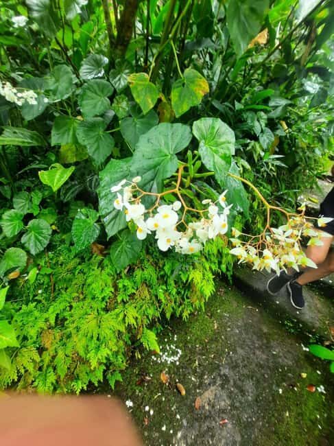 St Vincent: Montreal Gardens, Botanical Gardens & Fort Tour - Key Points