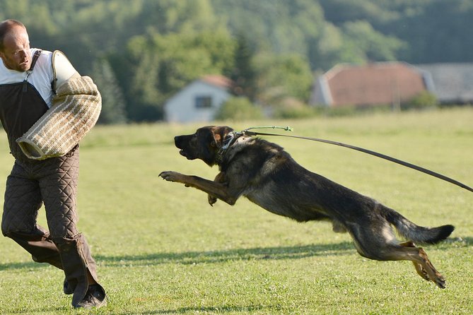 stag dog chase Krakow prank - Key Points