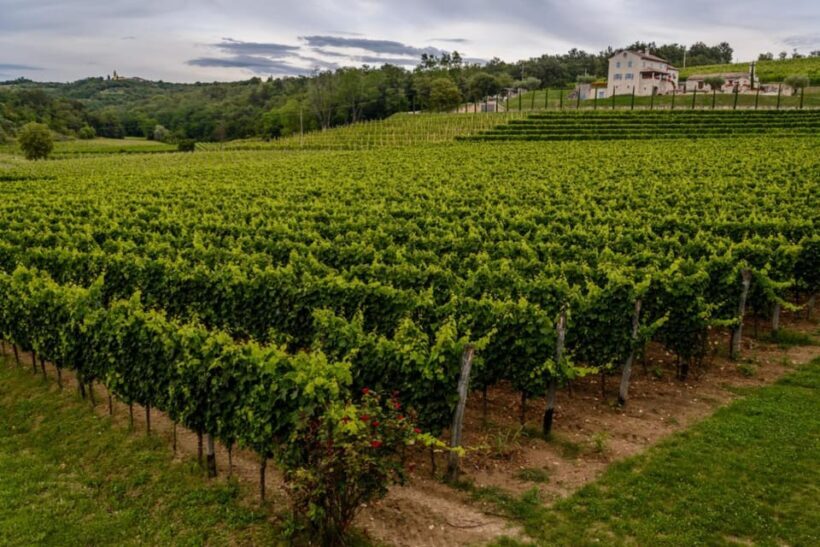 Stancija Collis: A Winery adventure in Rovinj - The Sum Up: Who is this tour best for?