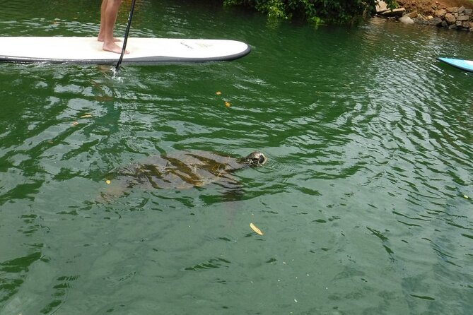 Stand Up Paddle Nature and Turtle tour-Guaranteed to see turtles - The Itinerary: What to Expect