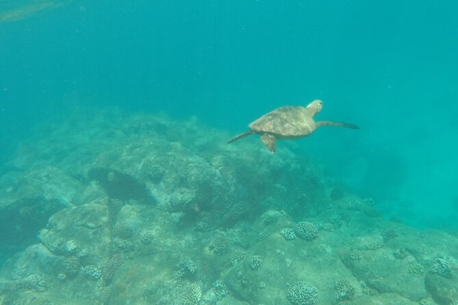 Stand Up Paddle Nature and Turtle tour-Guaranteed to see turtles - The Value of the Tour