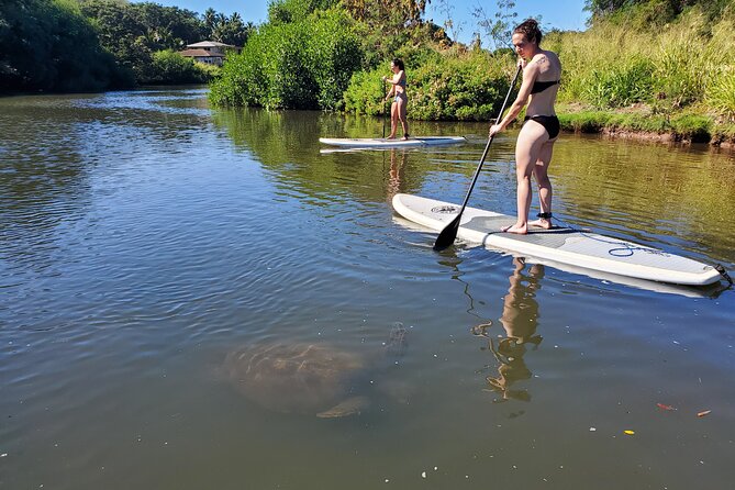 Stand Up Paddle Nature and Turtle tour-Guaranteed to see turtles - Authentic Perspectives from Travelers