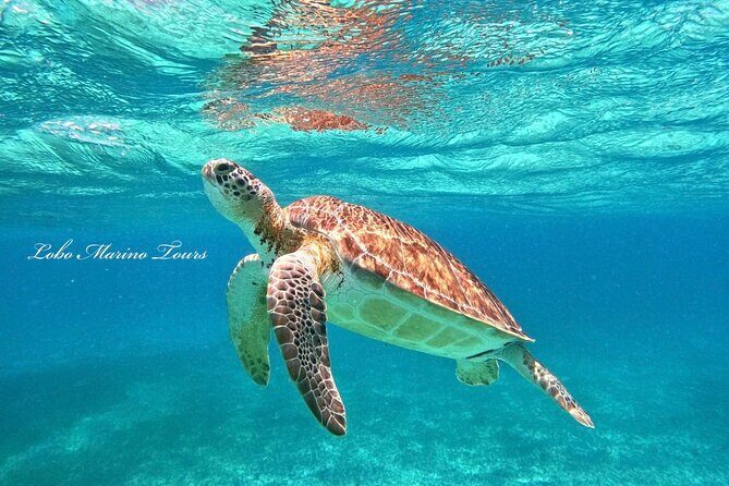 Star and Turtle Sanctuary Snorkeling Tour in Cozumel - What Makes This Tour Stand Out?