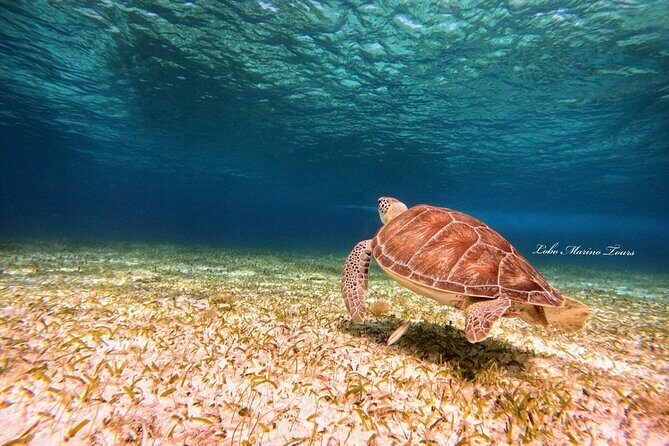Star and Turtle Sanctuary Snorkeling Tour in Cozumel - Final Thoughts